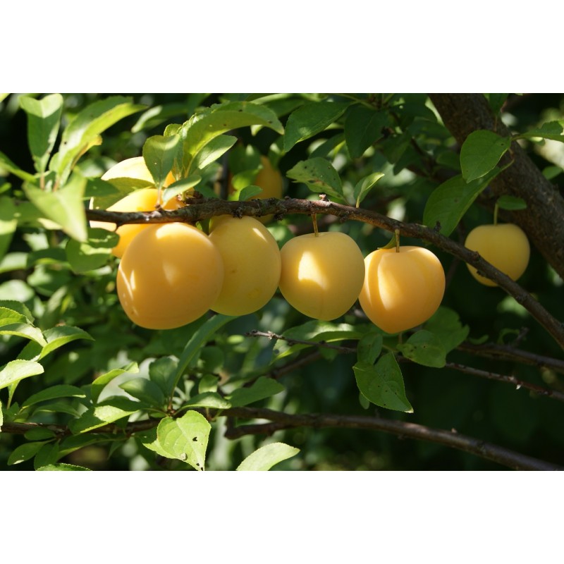 Prunier Golden Japan - Prunus domestica Golden Japan