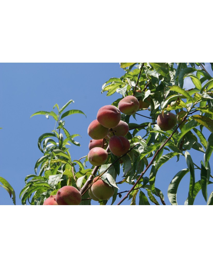 Perzik Bénédicte - Prunus Persica Bénédicte