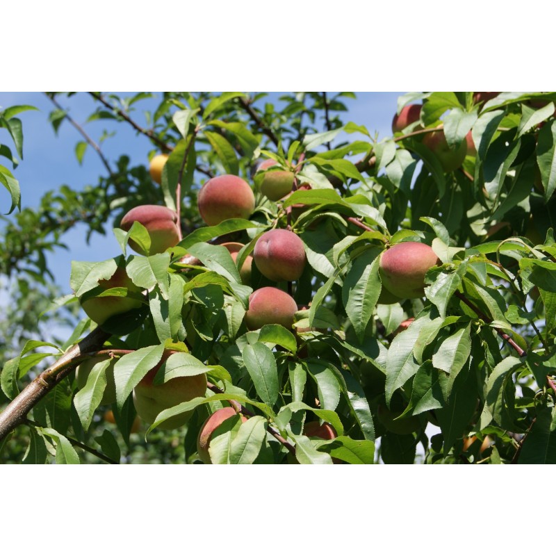 Perzik Benedicte - Prunus Persica Benédicte