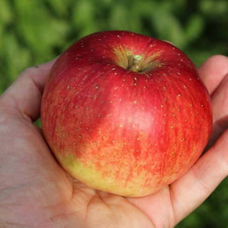 Santana® Apple Tree - Malus domestica Santana®