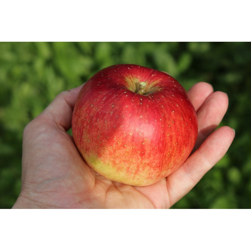 Santana® Apple Tree - Malus domestica Santana®