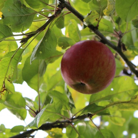 Santana® Apple Tree - Malus domestica Santana®