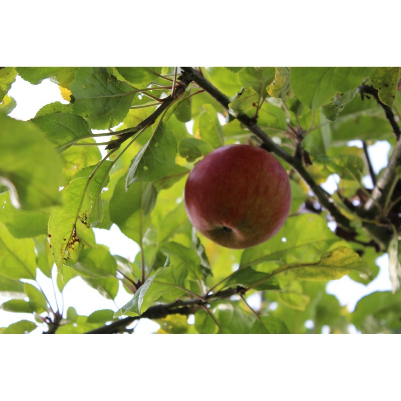 Santana® Apple Tree - Malus domestica Santana®