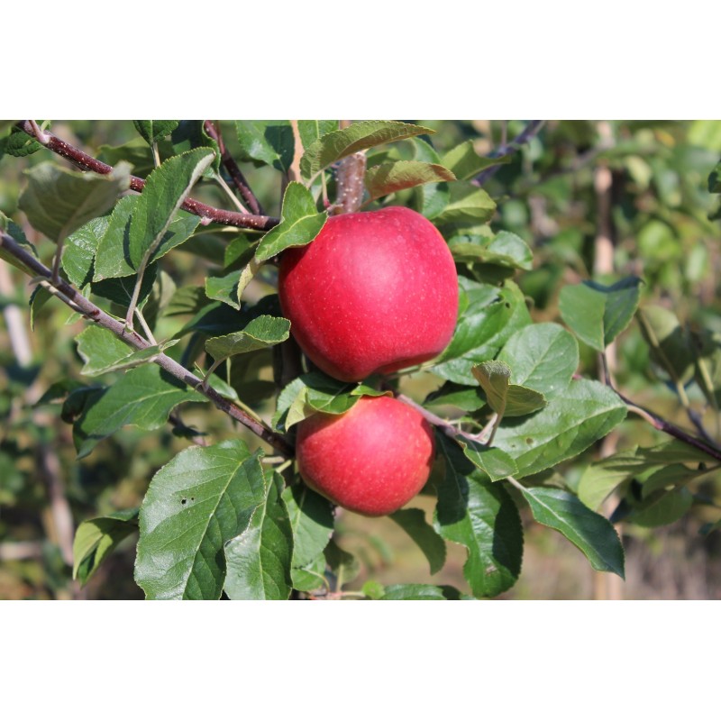 Santana® Apple Tree - Malus domestica Santana®
