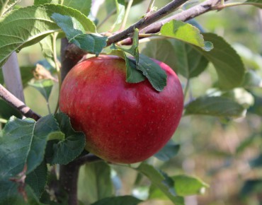 Braeburn apple tree - Malus Domestica Braeburn