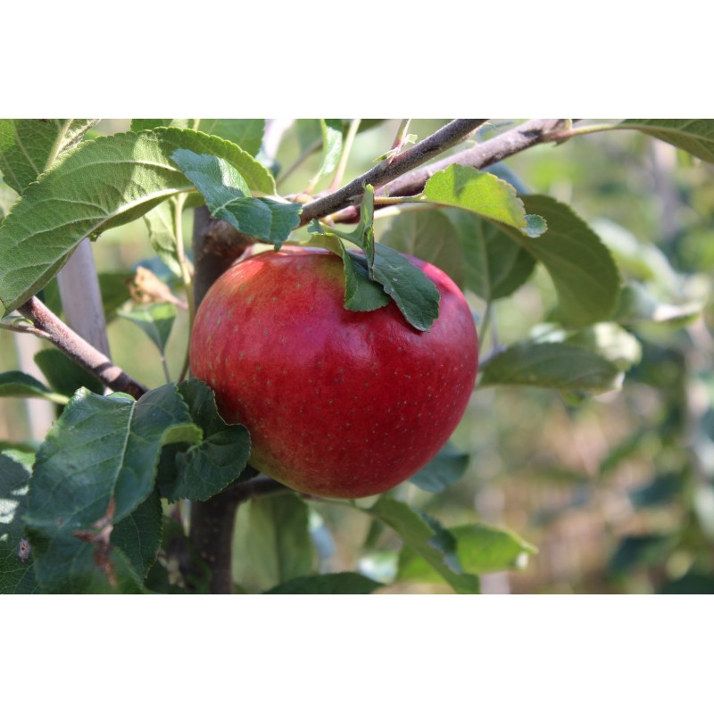 Santana® Apple Tree - Malus domestica Santana®