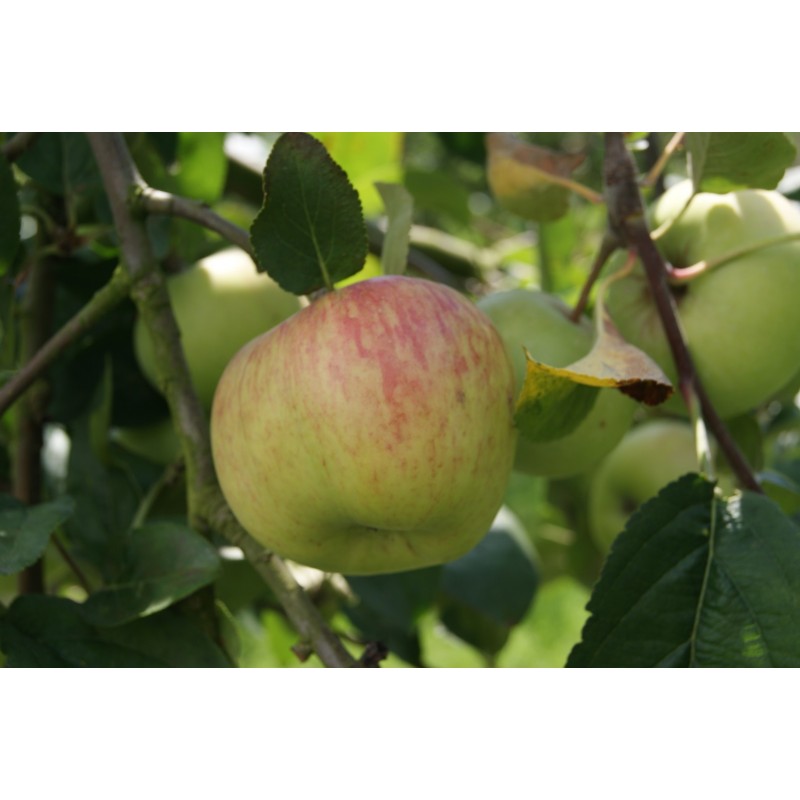 Double Bellflower apple tree - Malus domestica Double Belle Fleur