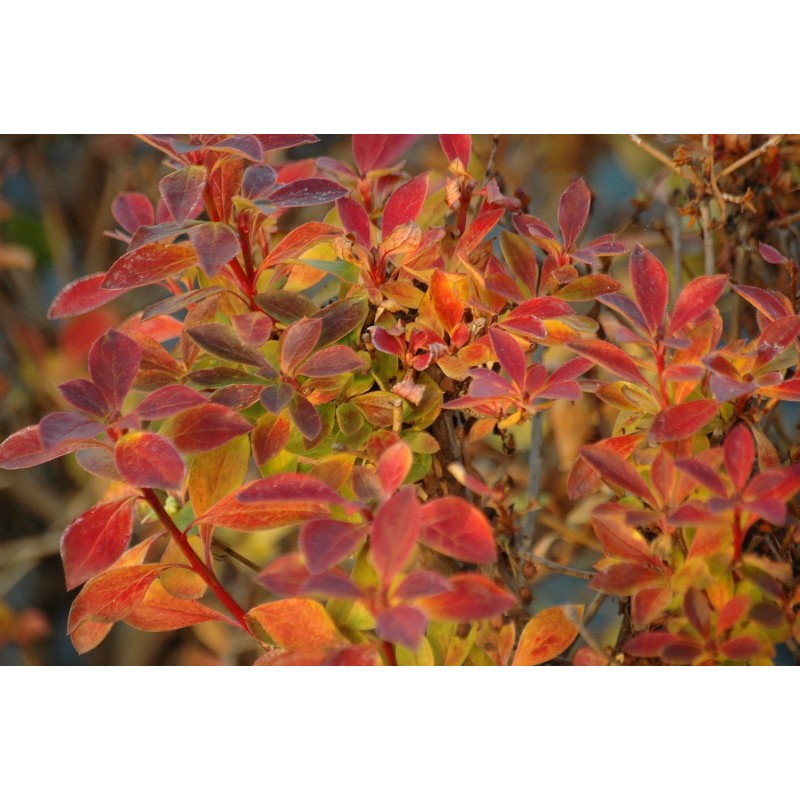 Redvein enkianthus - Enkianthus campanulatus