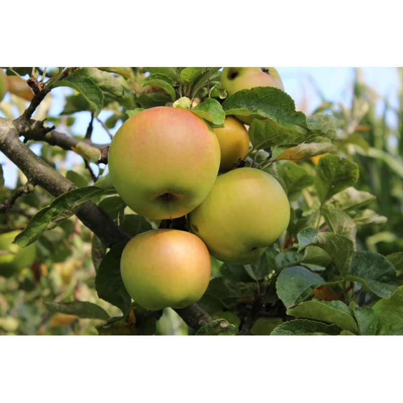 Landsberger Renette apple tree - Malus domestica Landsberger Renette