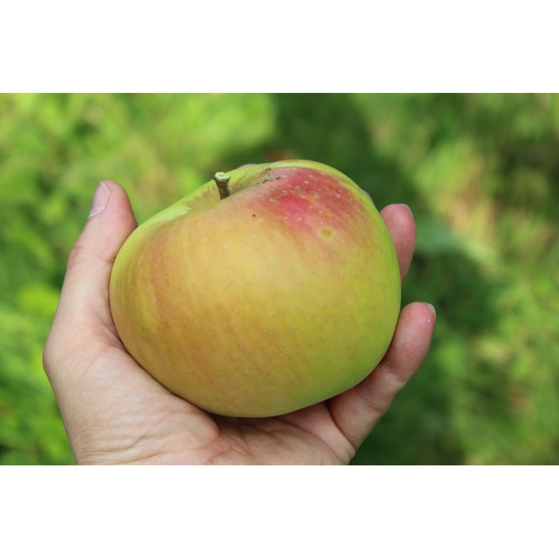 Landsberger Renette apple tree - Malus domestica Landsberger Renette