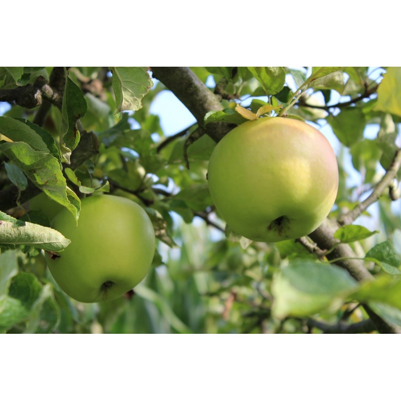 Landsberger Renette apple tree - Malus domestica Landsberger Renette