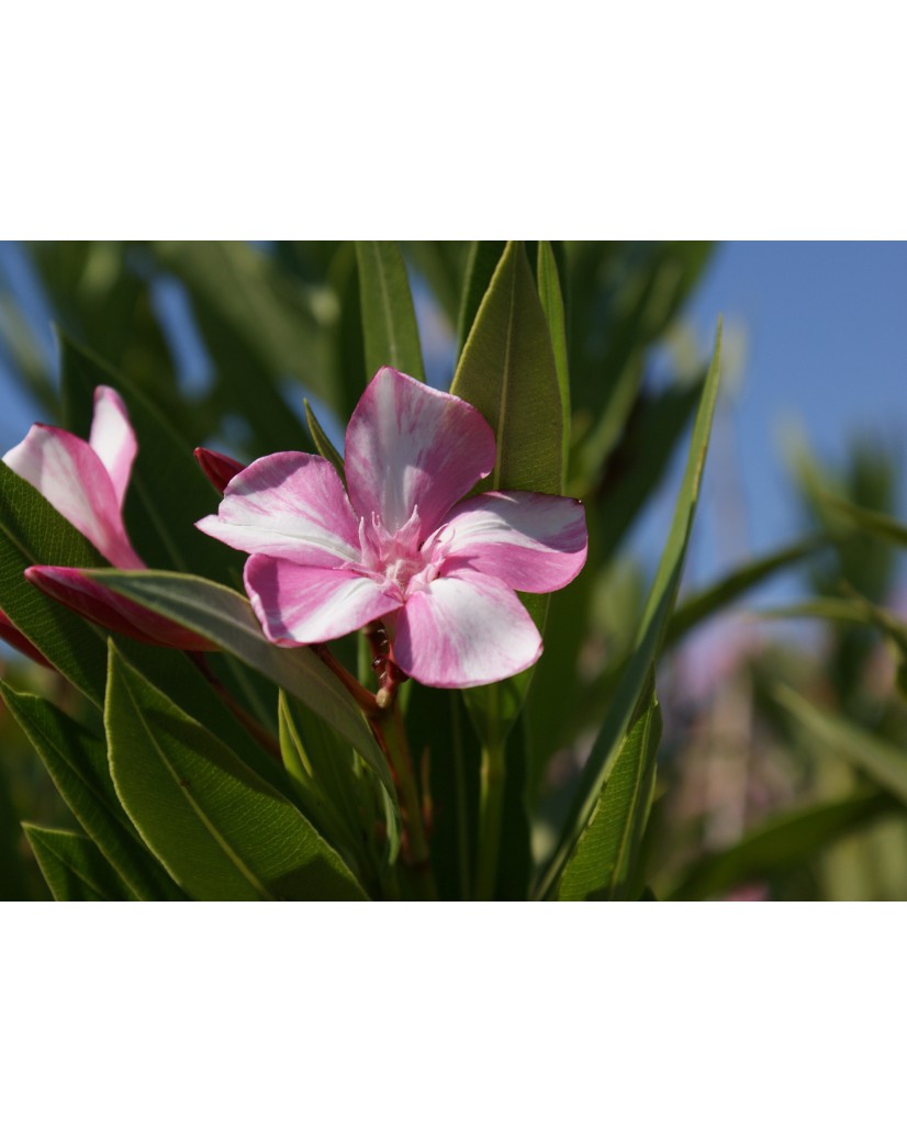 Oleander Cavalaire - Nerium Oleander Cavalaire