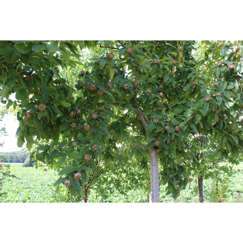 Néflier Royal - Mespilus Germanica Royal