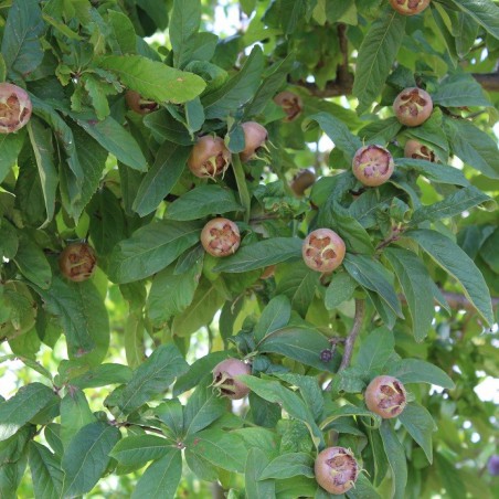 Royal Medlar tree - Mespilus Germanica Royal