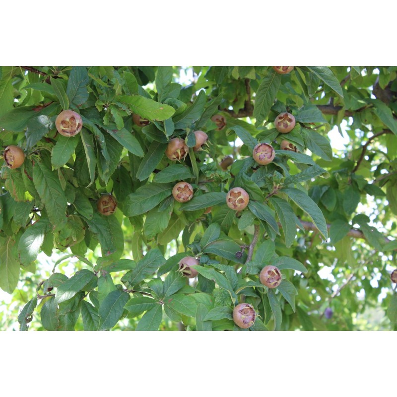 Royal Medlar tree - Mespilus Germanica Royal