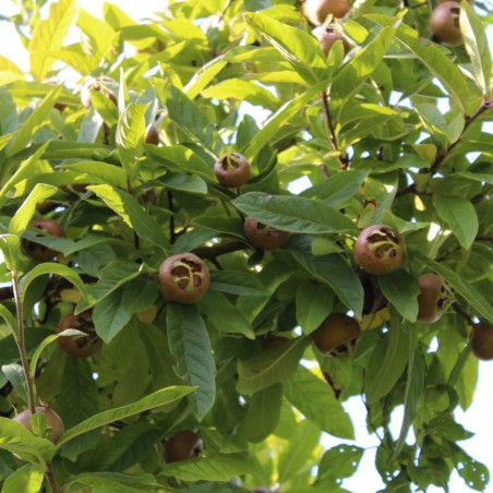Royal Medlar tree - Mespilus Germanica Royal