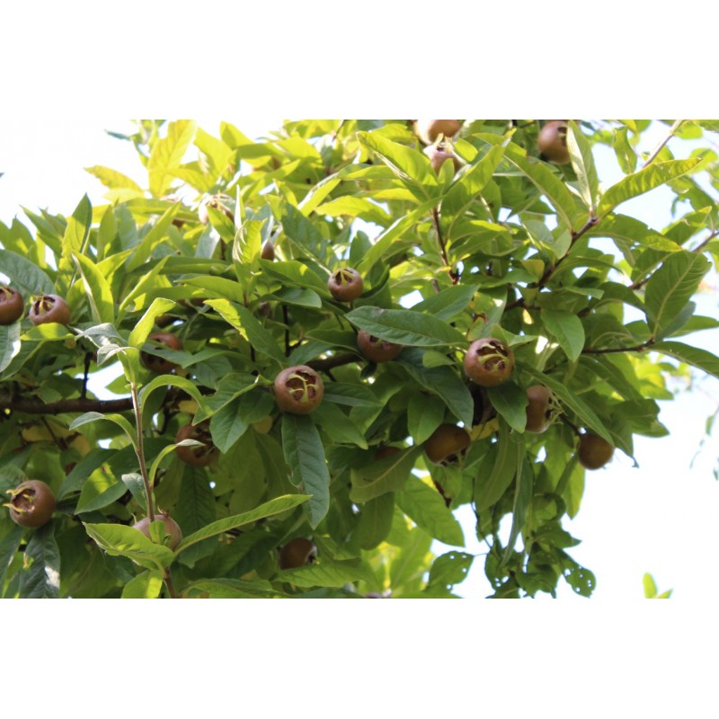 Néflier Royal - Mespilus Germanica Royal