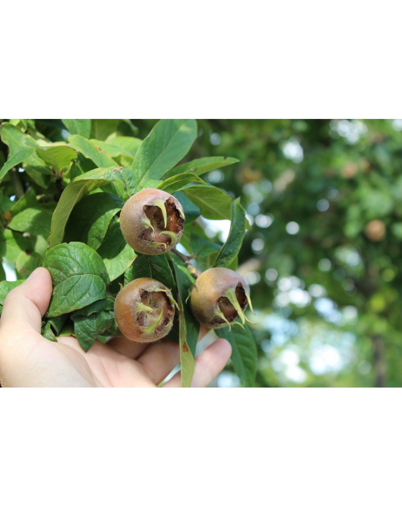 Royal Medlar tree - Mespilus Germanica Royal