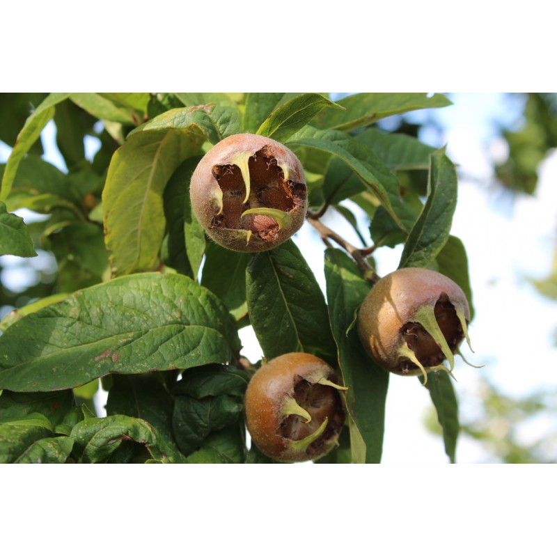 Royal Medlar tree - Mespilus Germanica Royal
