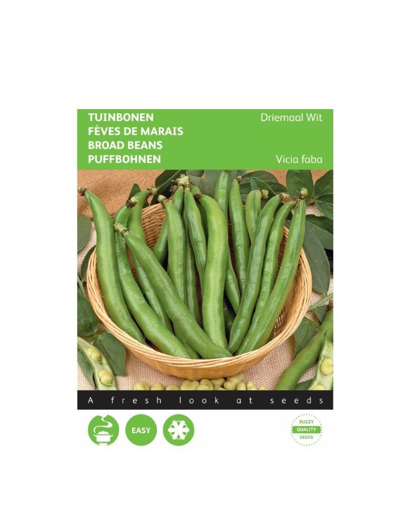 Broad Beans threefold white - Vicia faba