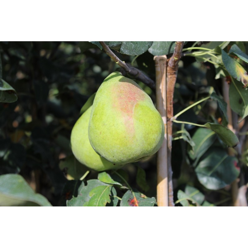 Pear tree Obelisk® « columnar » - Pyrus communis Obelisk®