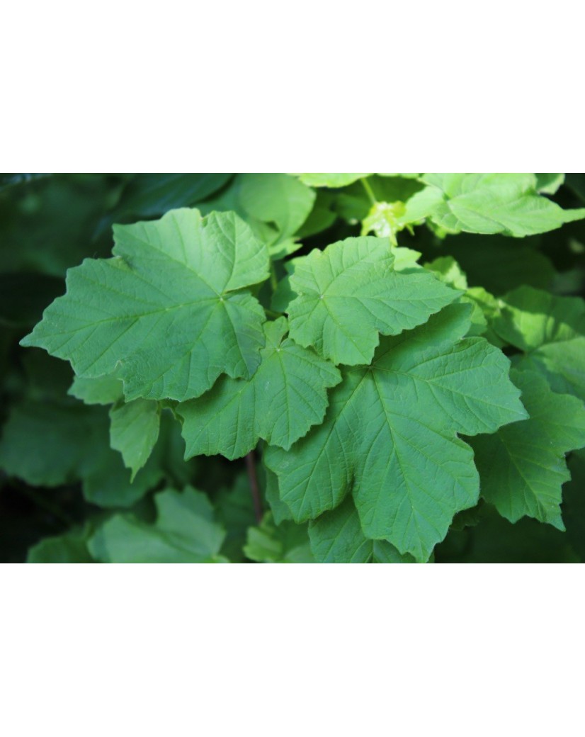 Italian maple - Acer Opalus