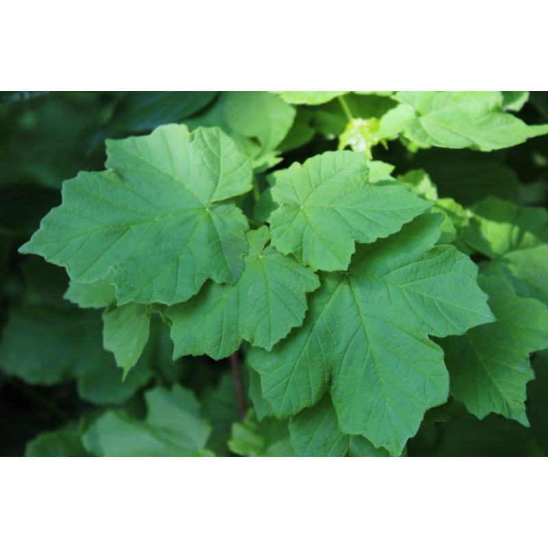 Italian maple - Acer Opalus