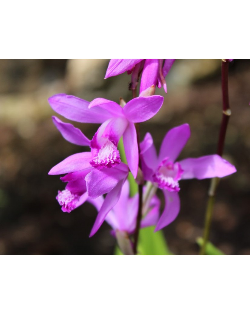 Bletilla Striata Kuchibeni - orchidée vivace