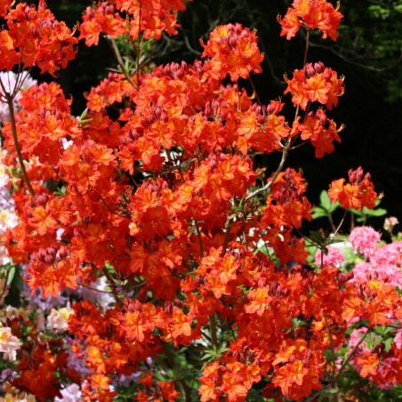 Chinese Azalea Hotspur Red - Azalea Mollis Knap-hill Hotspur Red