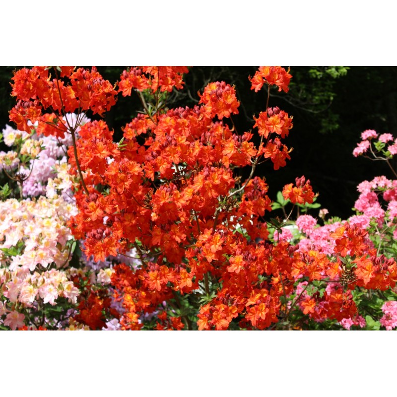 Chinese Azalea Hotspur Red - Azalea Mollis Hotspur Red