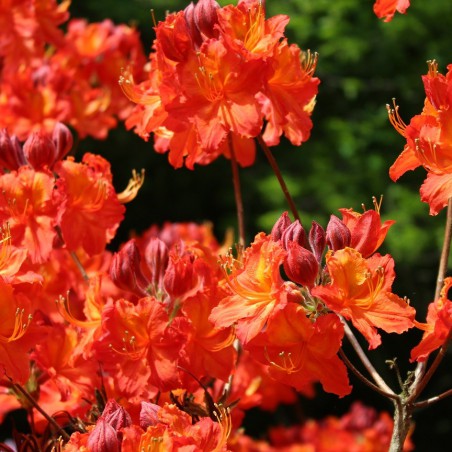 Chinese Azalea Hotspur Red - Azalea Mollis Knap-hill Hotspur Red