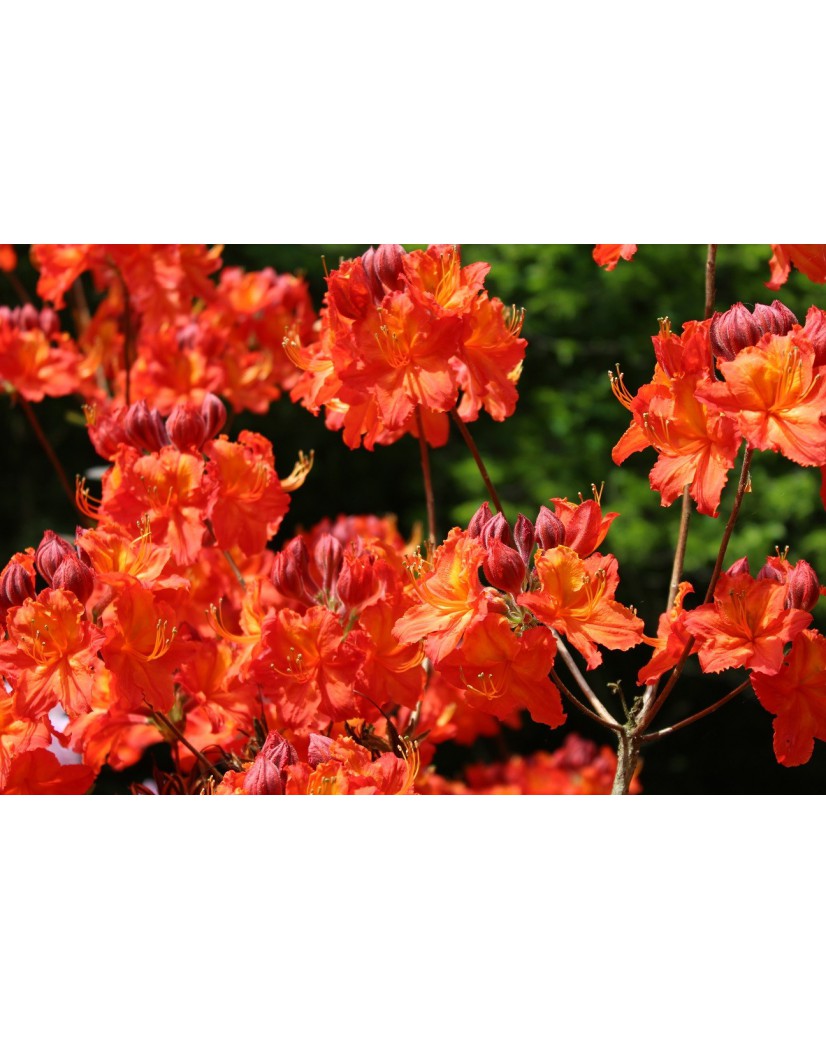 Chinese Azalea Hotspur Red - Azalea Mollis Knap-hill Hotspur Red