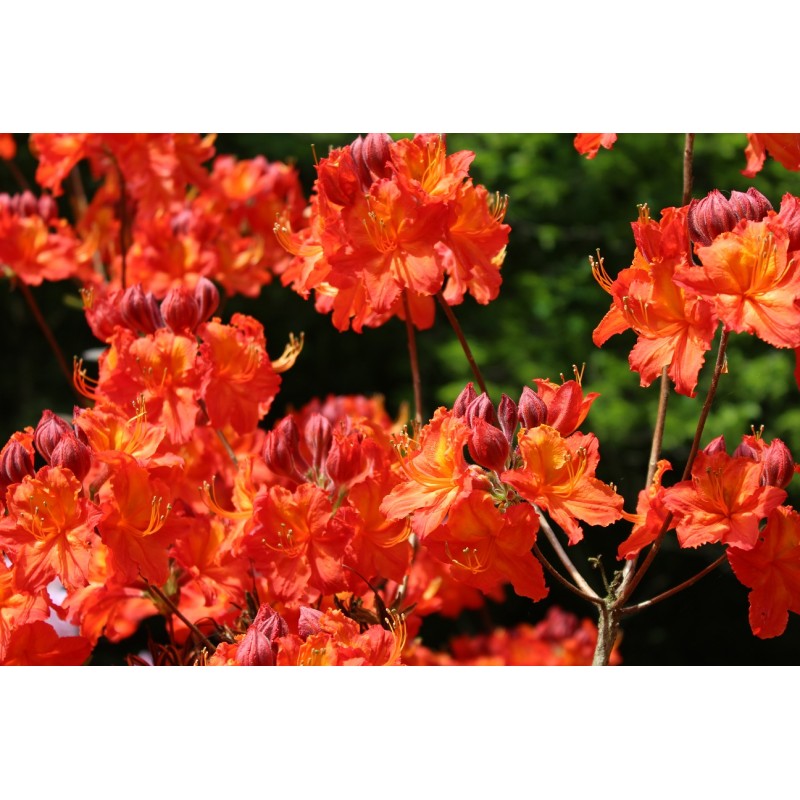 Chinese Azalea Hotspur Red - Azalea Mollis Hotspur Red