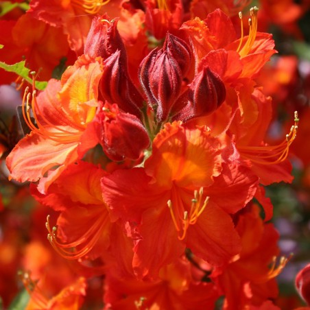 Chinese Azalea Hotspur Red - Azalea Mollis Knap-hill Hotspur Red