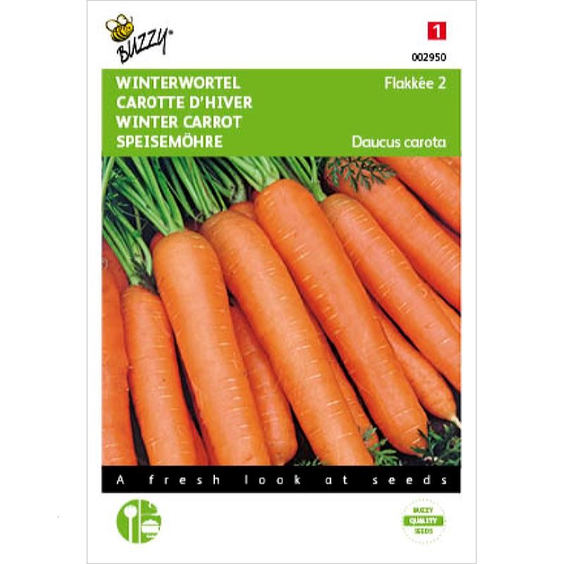 Berlikum Winter carrot - Daucus carota Berlikum