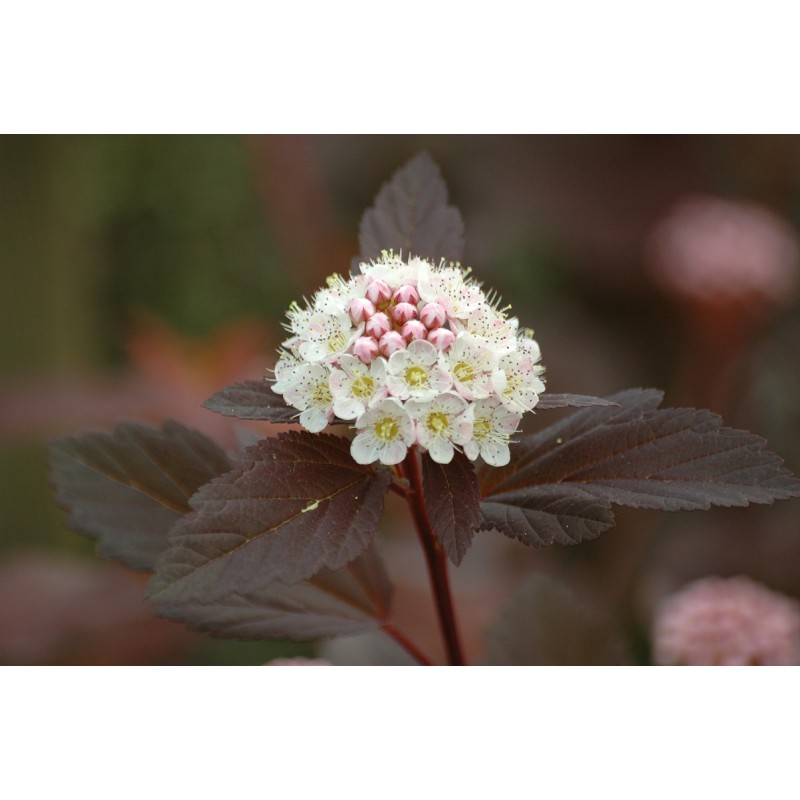 Physocarpus Opulifolius Red Baron