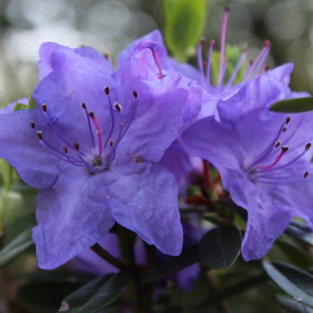 Blue dwarf Rhododendron - Rhododendron Blue Diamond