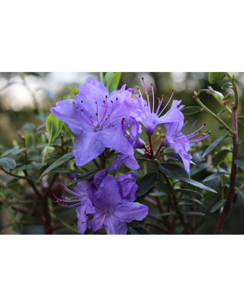 Blue dwarf Rhododendron - Rhododendron Blue Diamond
