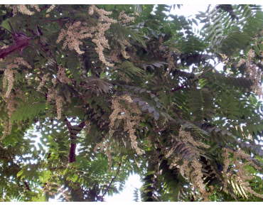 Arbres
