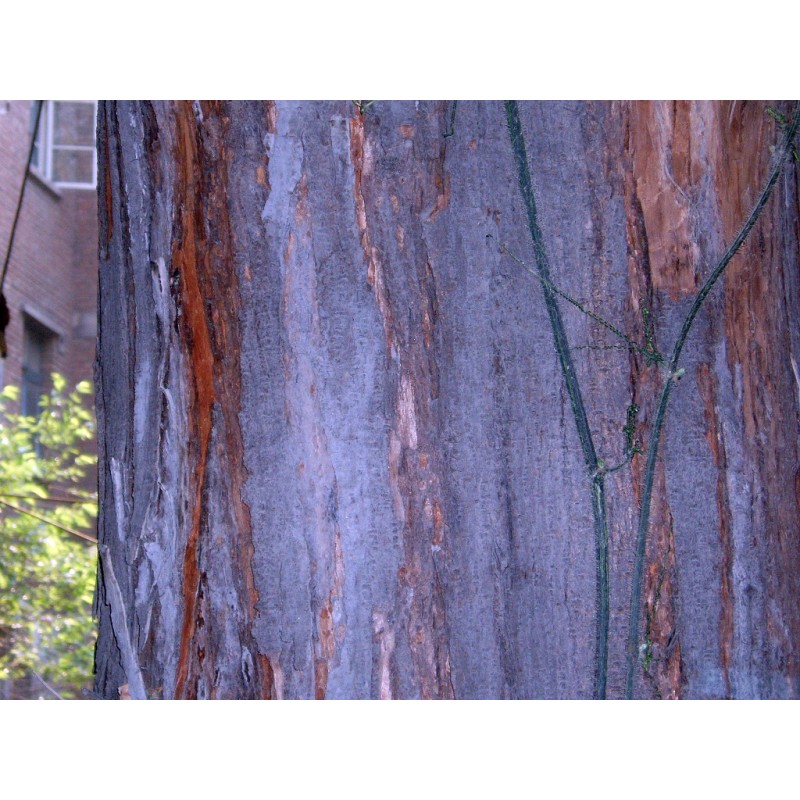 Chinese mahogany - Chinese toon - Red toon - Toona sinensis