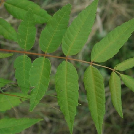 Chinese mahogany - Chinese toon - Red toon - Toona sinensis