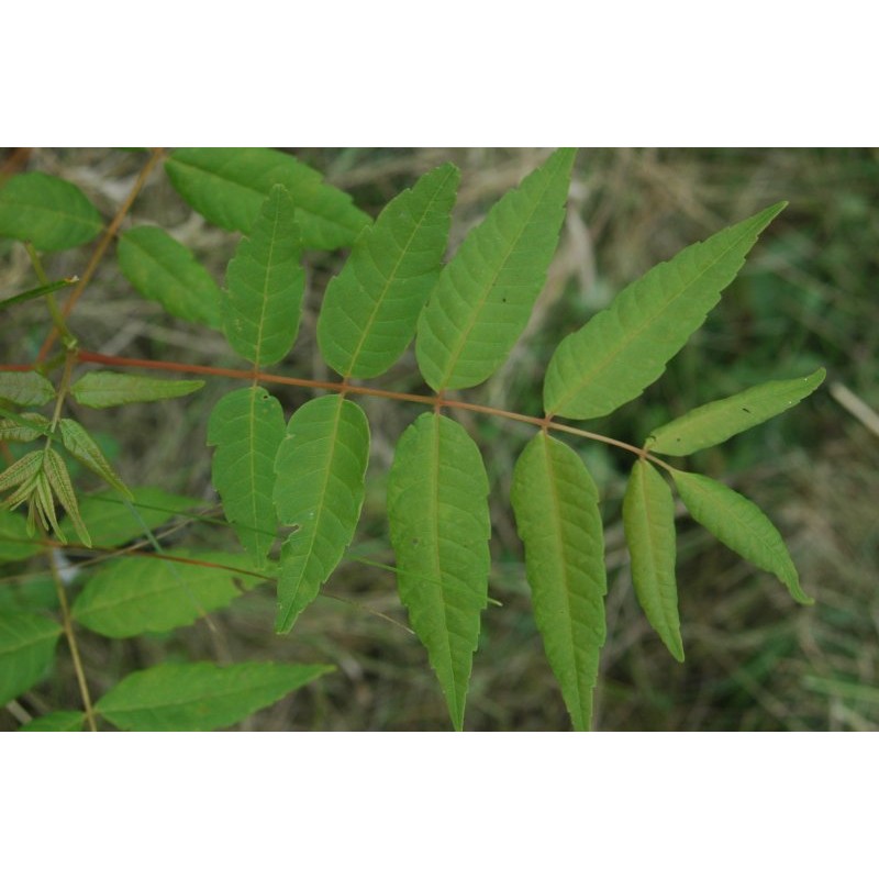 Chinese mahogany - Chinese toon - Red toon - Toona sinensis