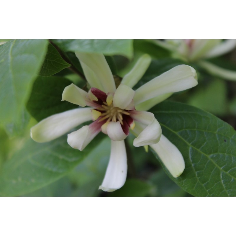 Sweetshrub Vénus - Sinocalycanthus Venus