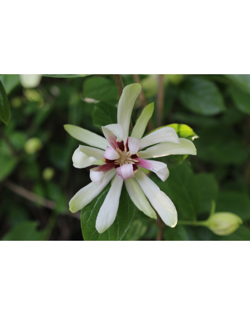 Sweetshrub Vénus - Sinocalycanthus Venus
