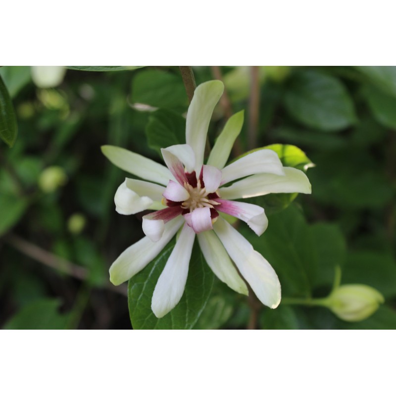 Sweetshrub Vénus - Sinocalycanthus Venus