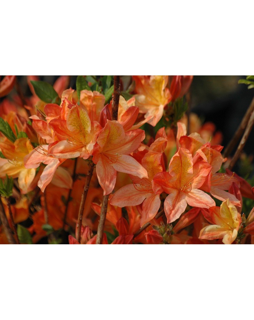 Chinese Azalea Lemonora - Azalea mollis Lemonora
