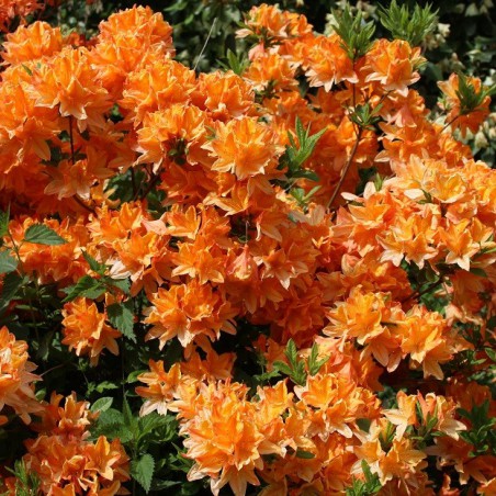 Chinese Azalea Lemonora - Azalea mollis Lemonora
