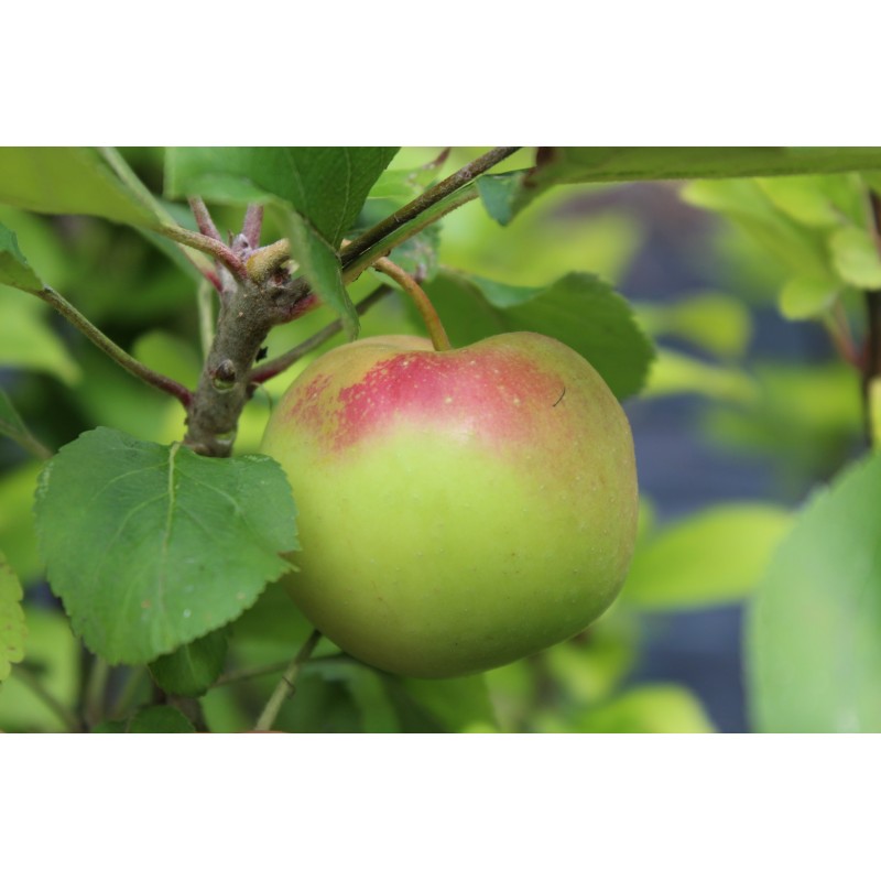 Queen of the pippin apple tree - Malus Domestica Reine des Reinettes