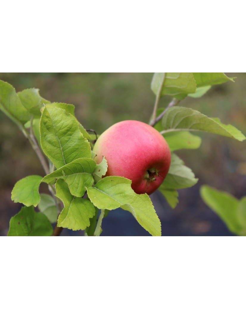 Dwarf Cherry Carmine Jewel - Prunus cerasus Carmine Jewel
