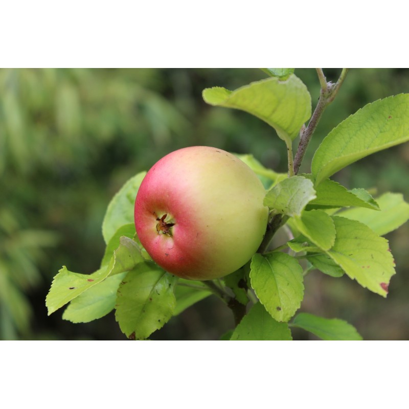 Queen of the pippin apple tree - Malus Domestica Reine des Reinettes
